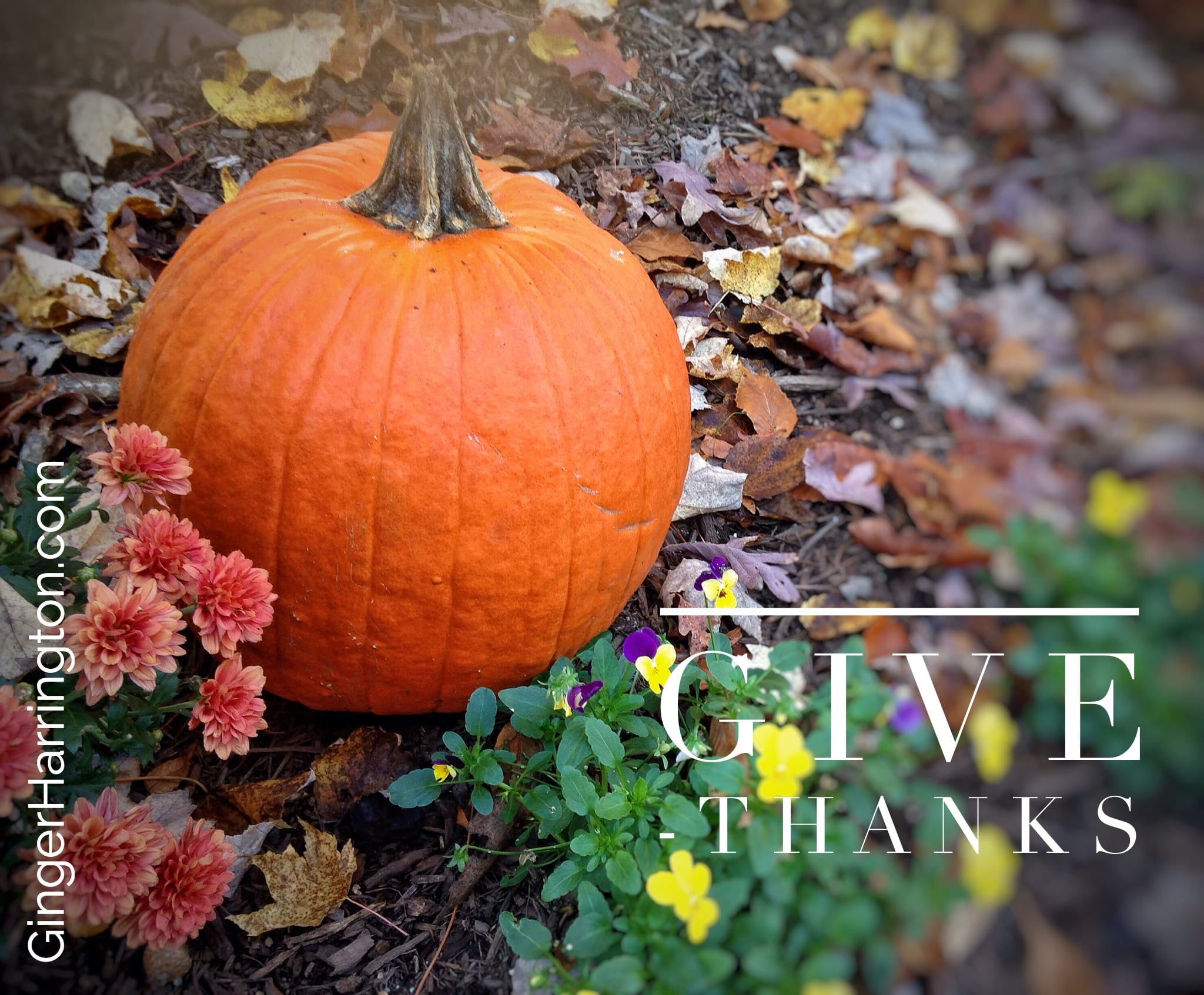 Thanksgiving is More Than a Holiday: A Moment for Gratitude | Ginger ...
